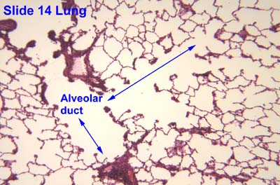 Alveoli Slide